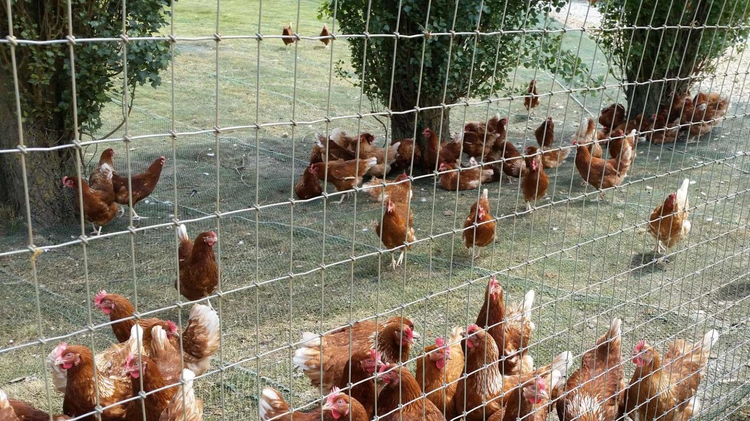 Poultry Ground Protection Mesh – GroundStores.co.uk